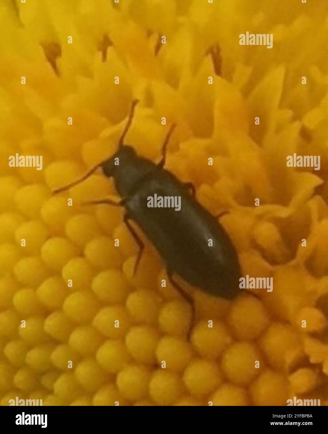 Cucujiform Beetles (Cucujiformia Stock Photo - Alamy