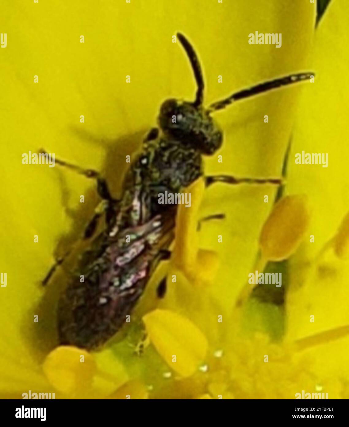 Masked Bees (Hylaeus Stock Photo - Alamy