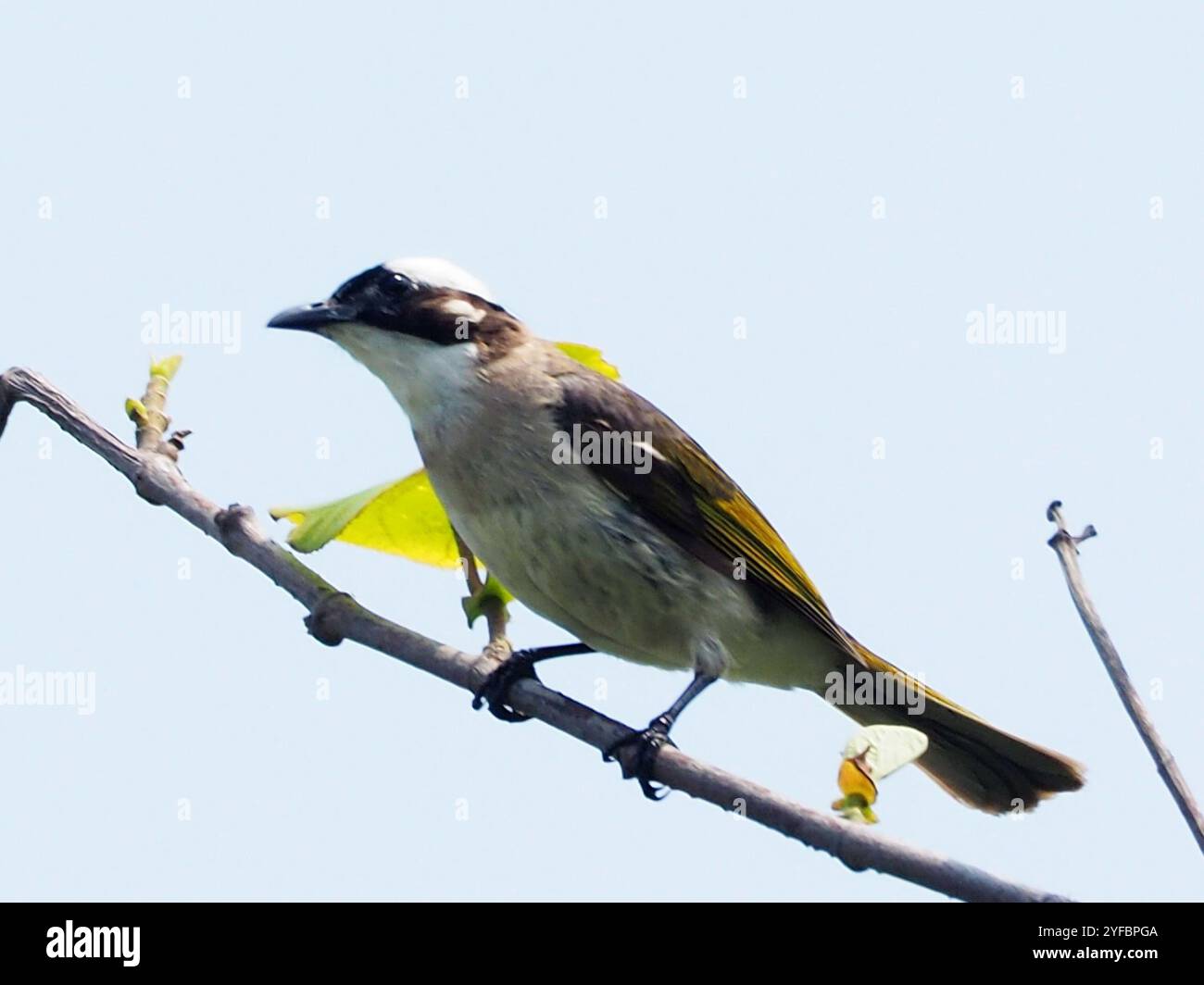 Taiwan Bulbul (Pycnonotus sinensis formosae Stock Photo - Alamy
