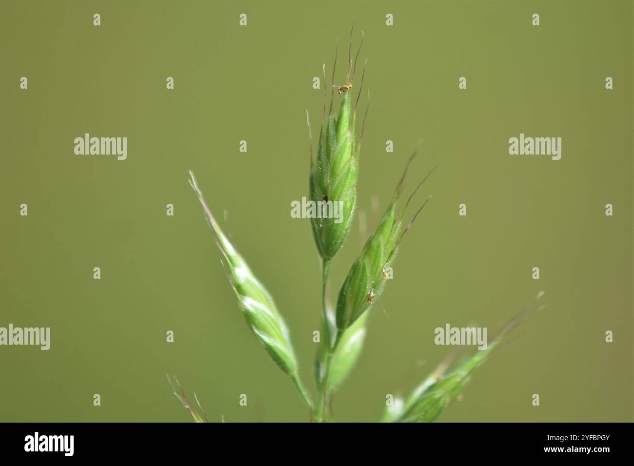 Common soft brome hi-res stock photography and images - Alamy