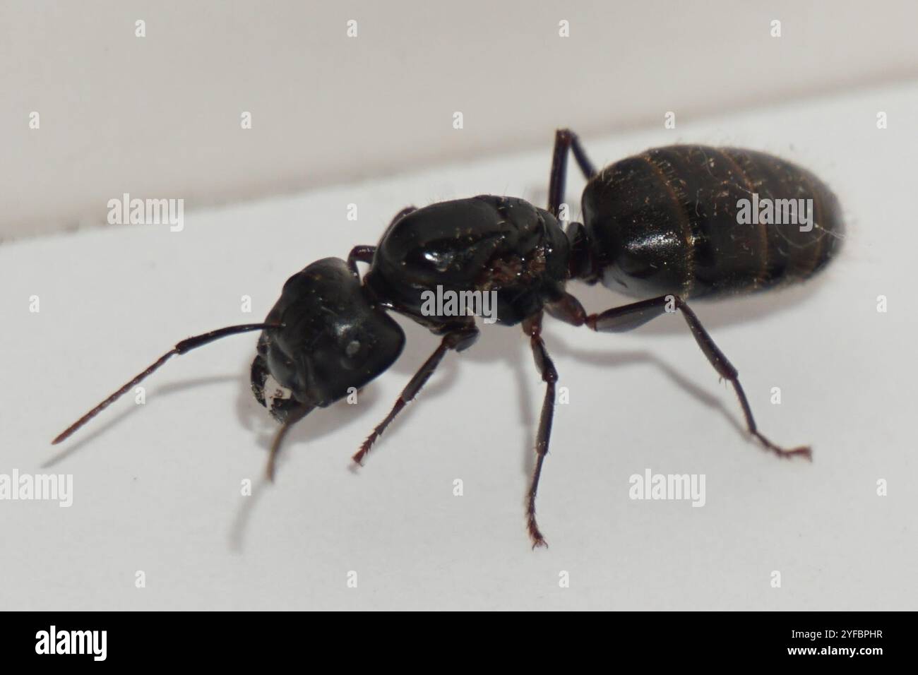 Eastern Black Carpenter Ant (Camponotus pennsylvanicus Stock Photo - Alamy
