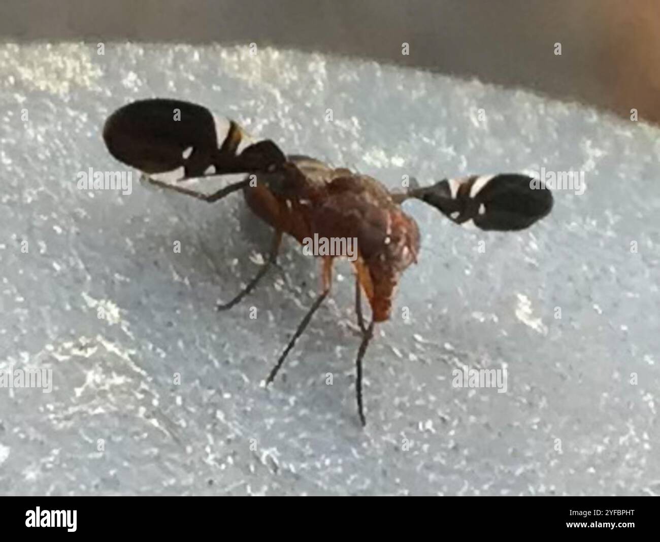 Common Picture-winged Fly (Delphinia picta Stock Photo - Alamy