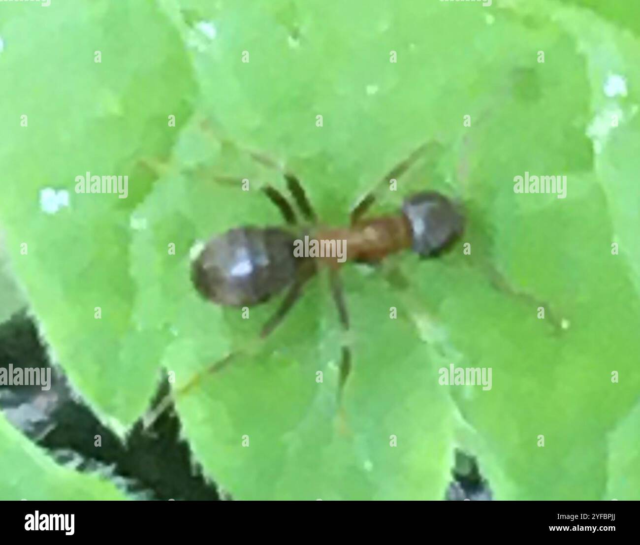 central european bicolored ant (Lasius emarginatus Stock Photo - Alamy
