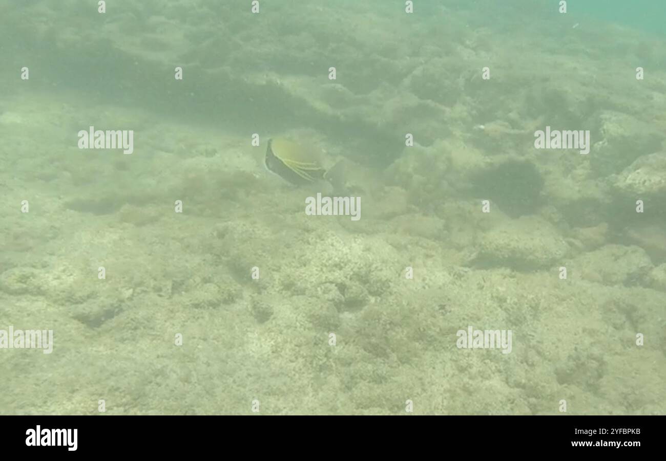 Wedgetail Triggerfish (Rhinecanthus rectangulus Stock Photo - Alamy