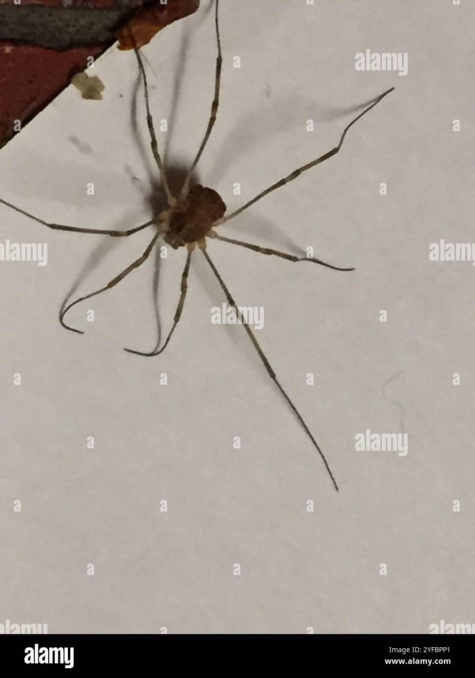 Spring Harvestman (Rilaena triangularis Stock Photo - Alamy