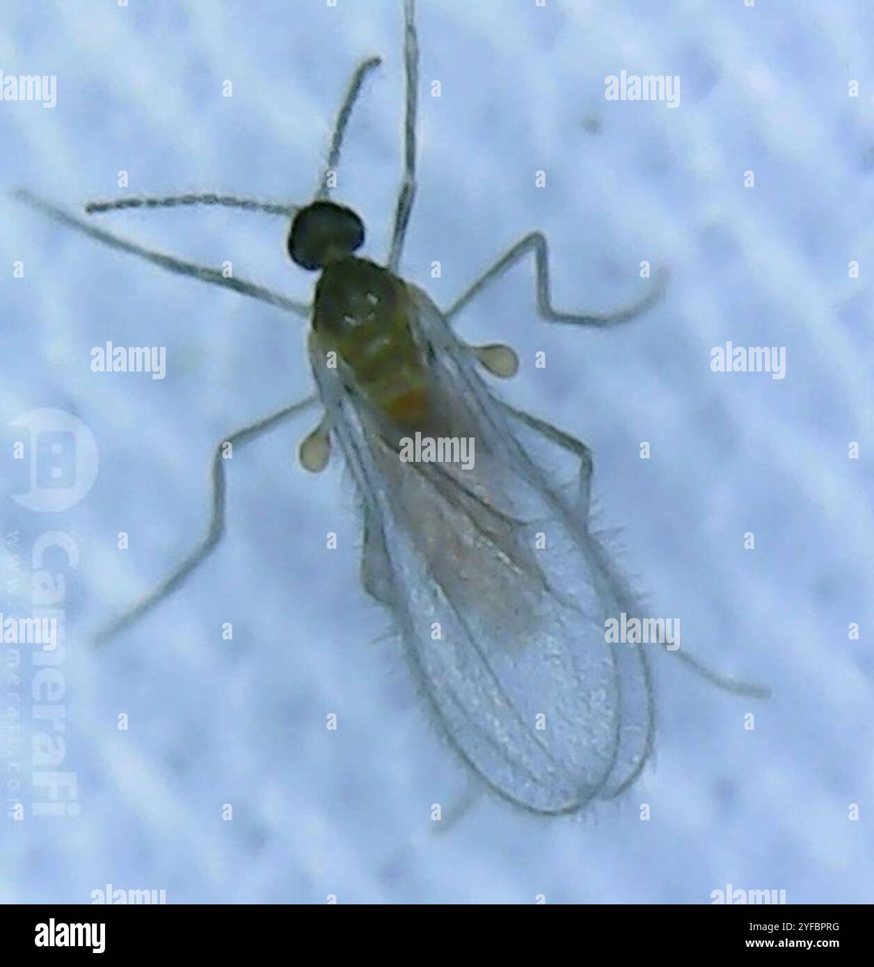 Fungus Gnats and Gall Midges (Sciaroidea Stock Photo - Alamy