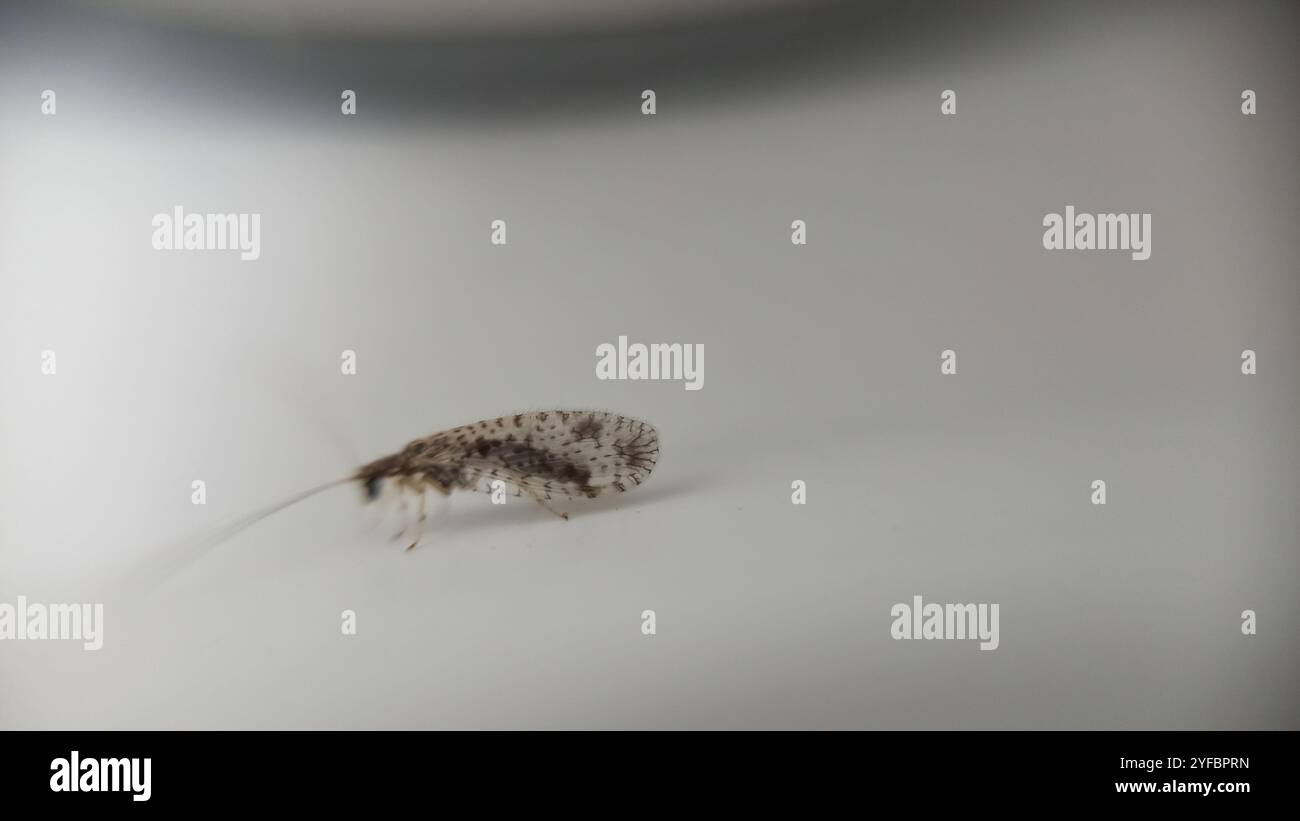 Variegated Brown Lacewing (Micromus variegatus Stock Photo - Alamy