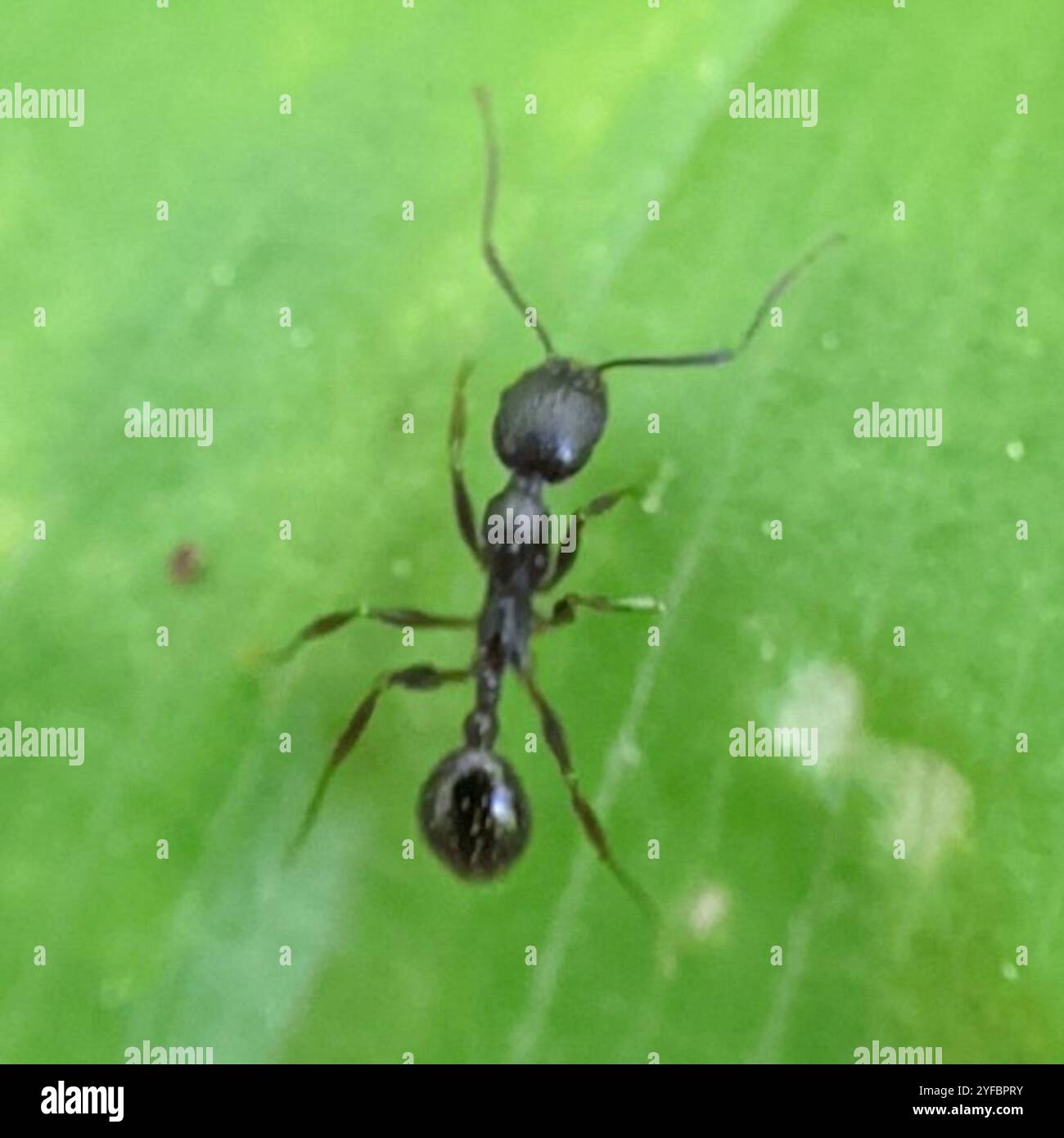 Pitch-black Collared Ant (Aphaenogaster picea Stock Photo - Alamy