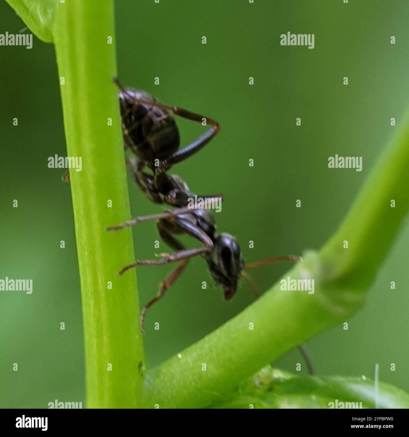 fusca-group Field Ants and Allies (Formica fusca Stock Photo - Alamy