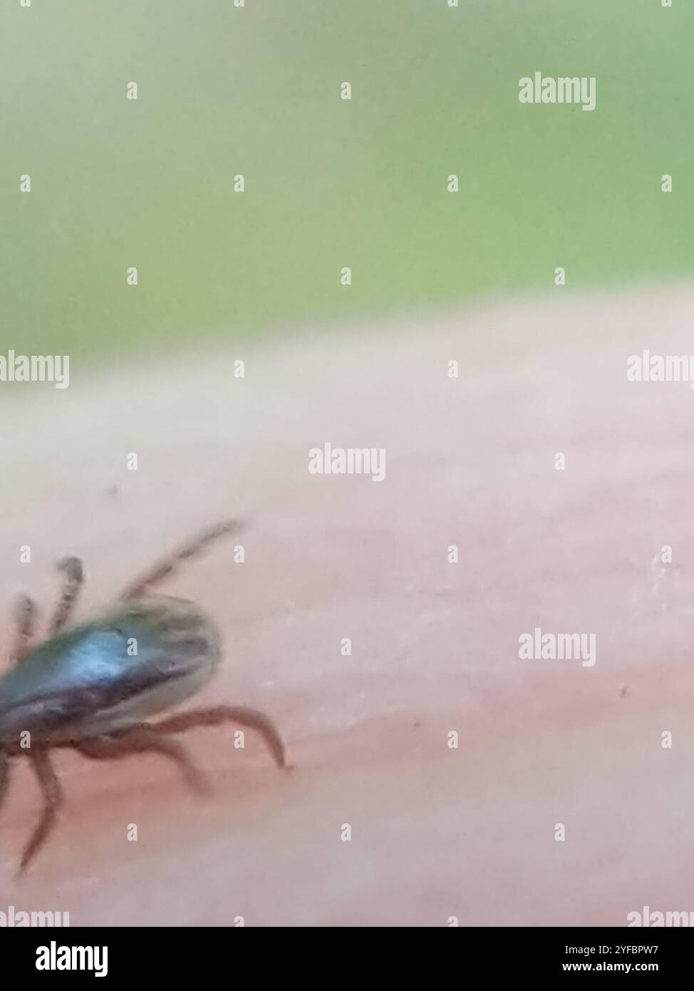 Eastern Black-legged Tick (Ixodes scapularis Stock Photo - Alamy