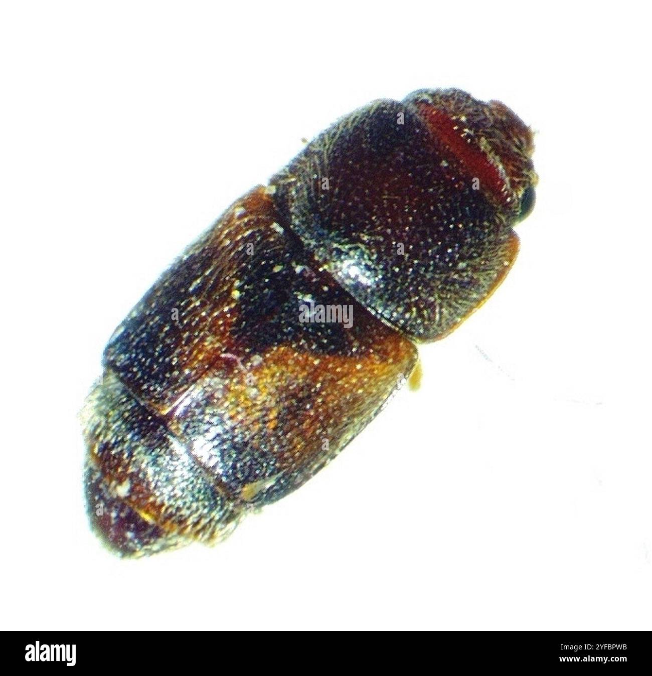 Corn Sap Beetle (Carpophilus dimidiatus Stock Photo - Alamy