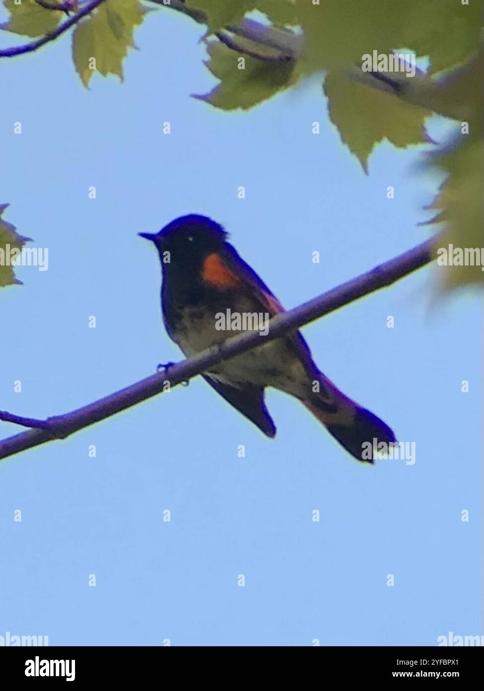 American Redstart (Setophaga ruticilla Stock Photo - Alamy