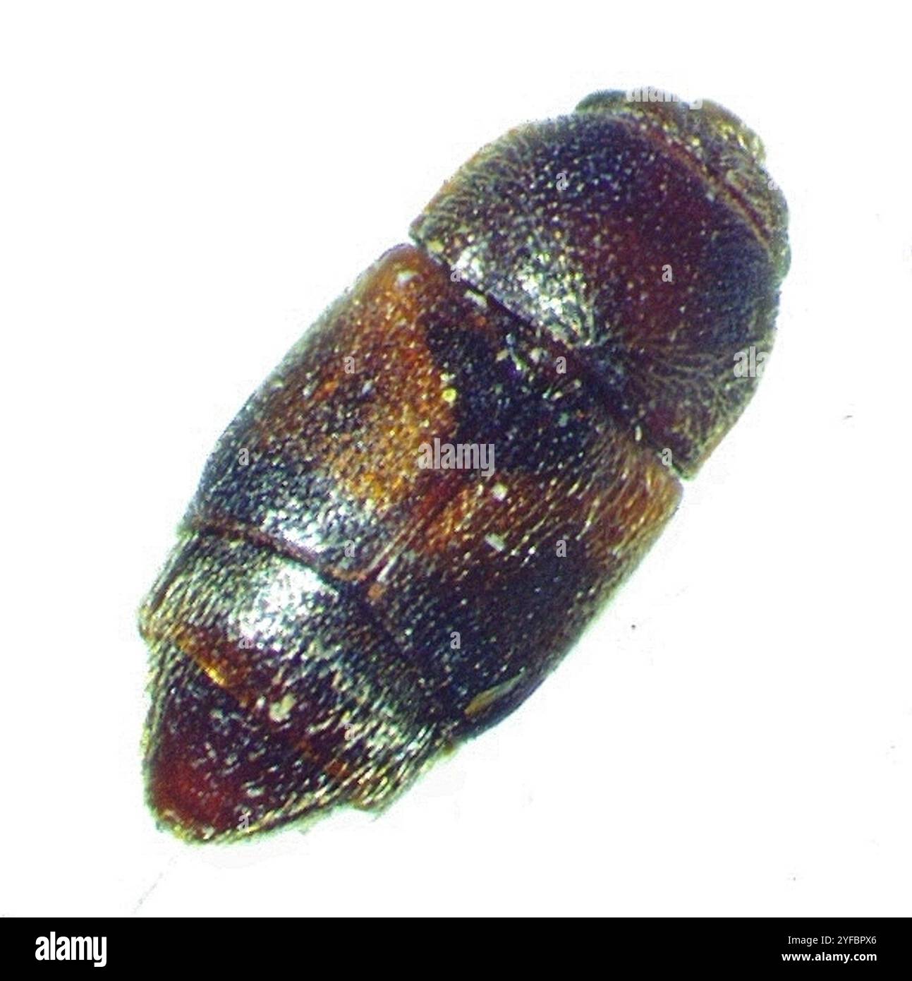 Corn Sap Beetle (Carpophilus dimidiatus Stock Photo - Alamy