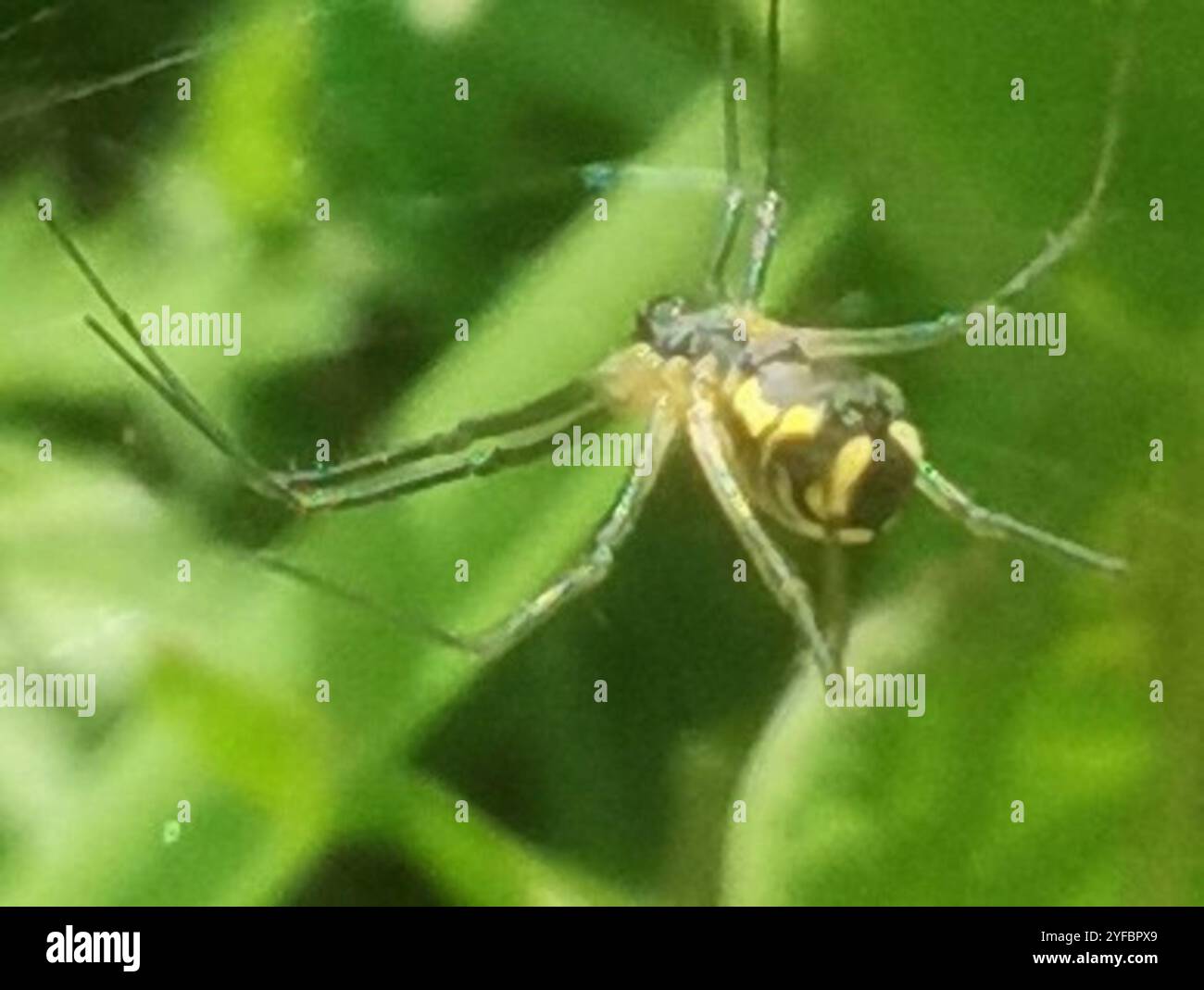 Filmy Dome Spider (Neriene radiata Stock Photo - Alamy