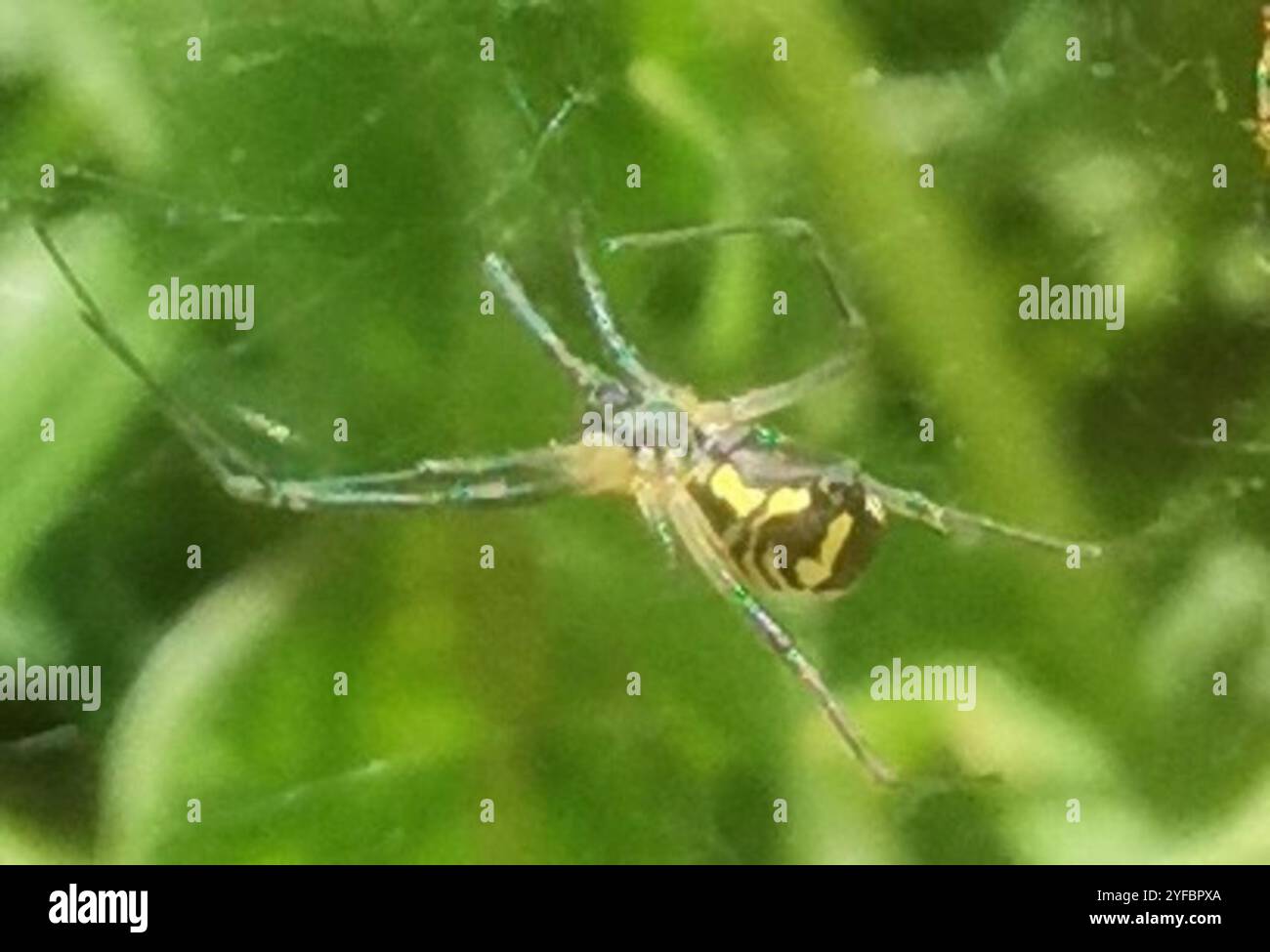 Filmy dome spider hi-res stock photography and images - Alamy