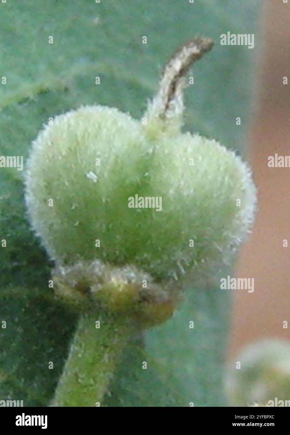 Pappea capensis hi-res stock photography and images - Alamy