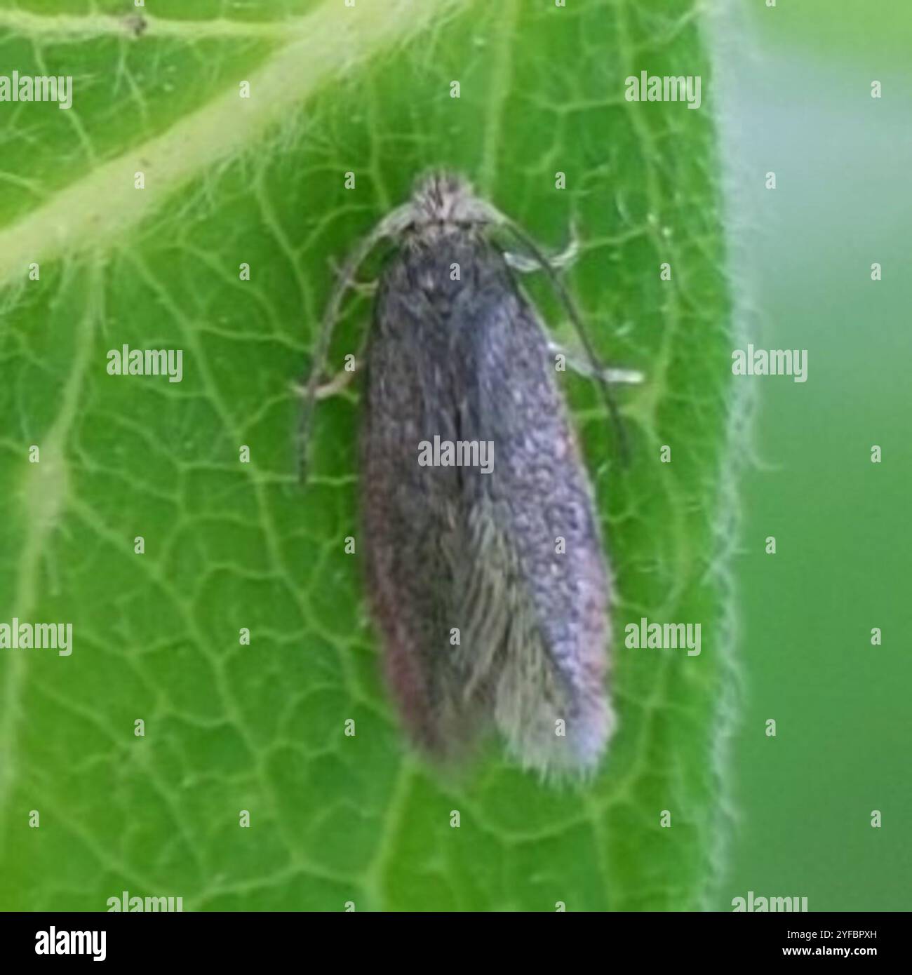 Nepticulidae hi-res stock photography and images - Alamy