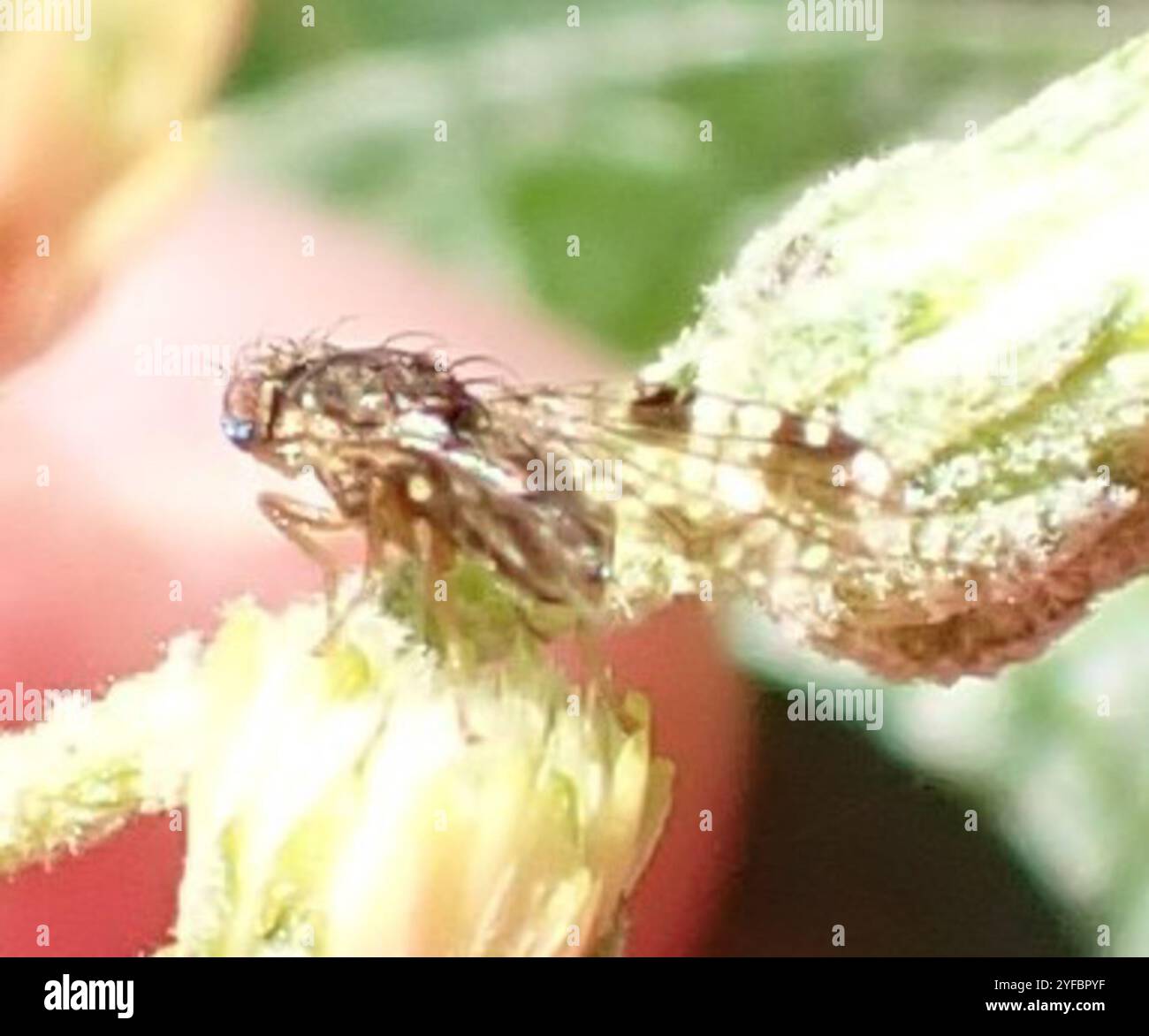 Australian Fruit Fly (Austrotephritis poenia Stock Photo - Alamy