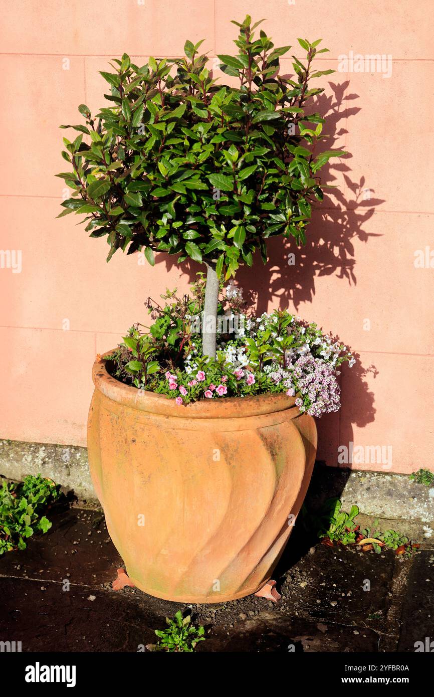 Bay tree hi-res stock photography and images - Alamy