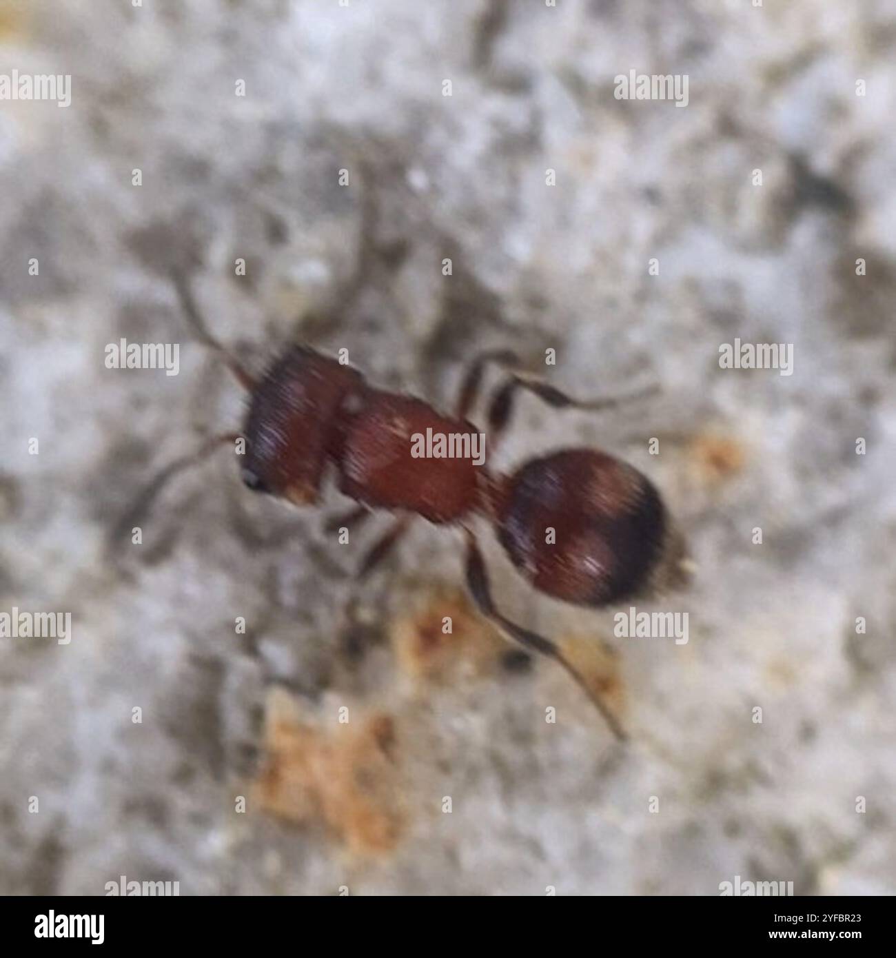 Pseudomethoca frigida hi-res stock photography and images - Alamy