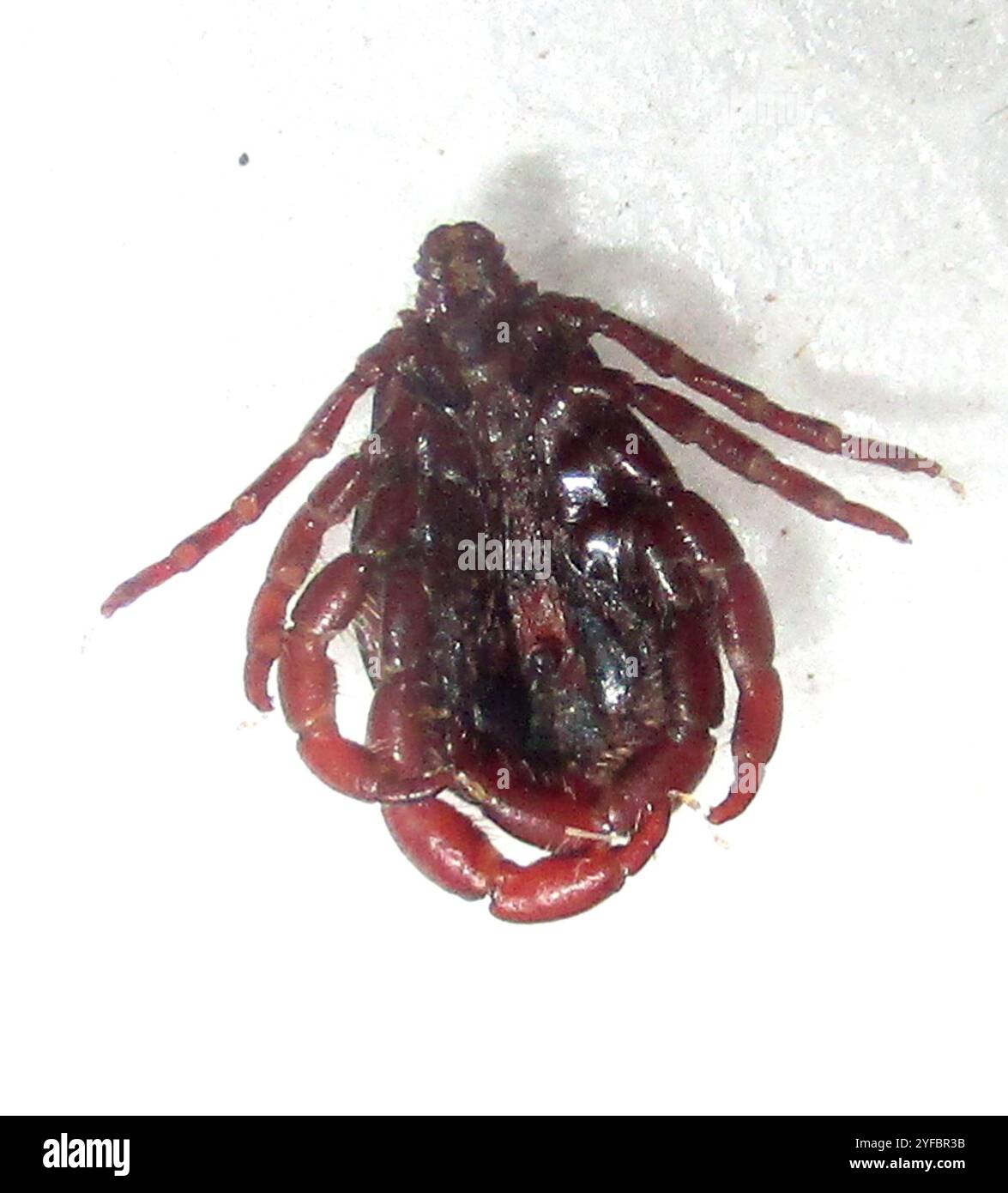 Rhipicephalus hi-res stock photography and images - Alamy