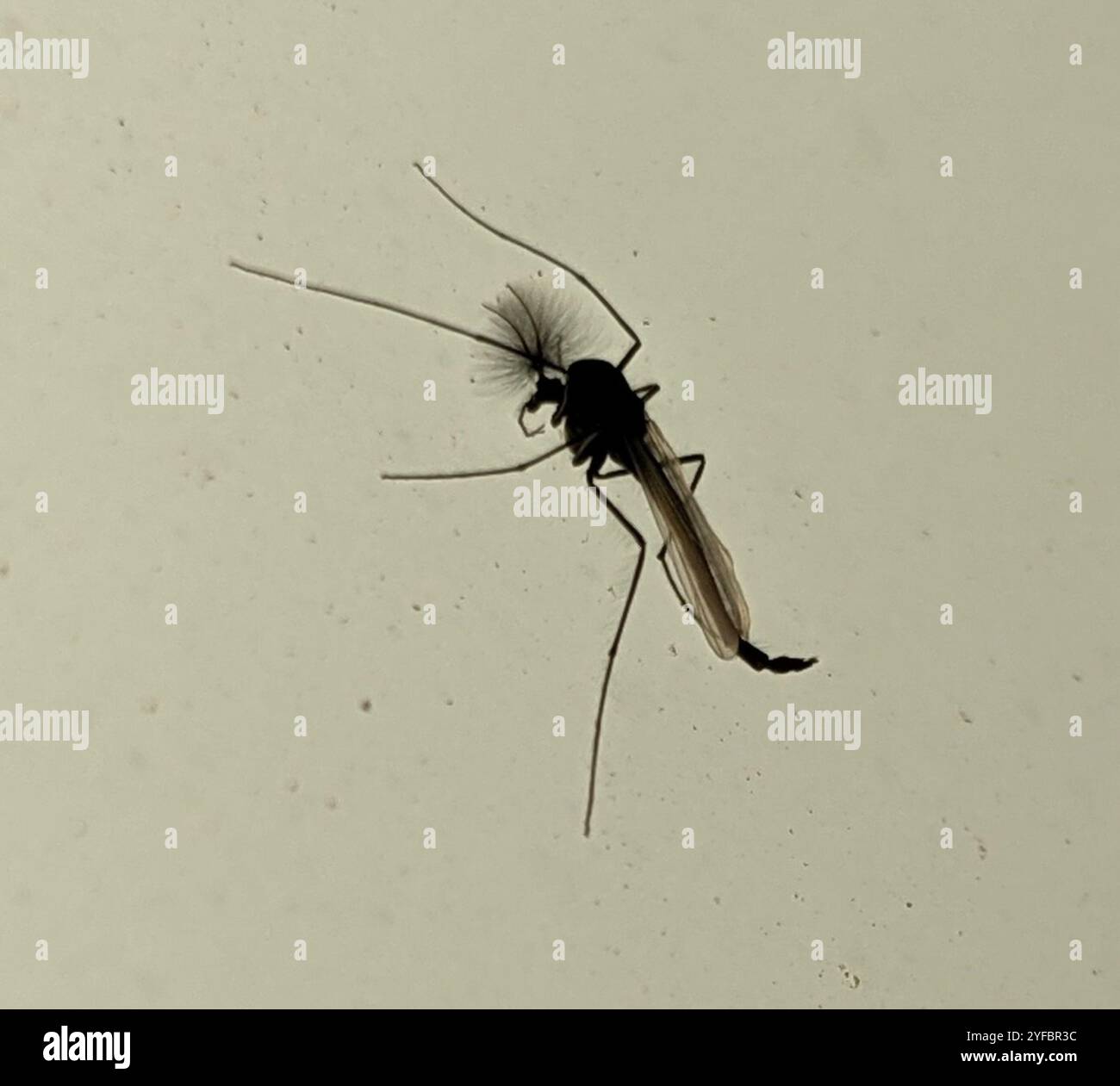 Non-biting Midges (Chironomidae Stock Photo - Alamy