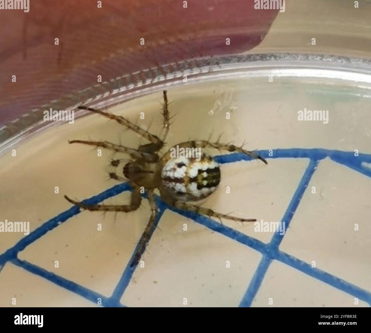 Cricket-bat Orbweaver (Mangora acalypha Stock Photo - Alamy