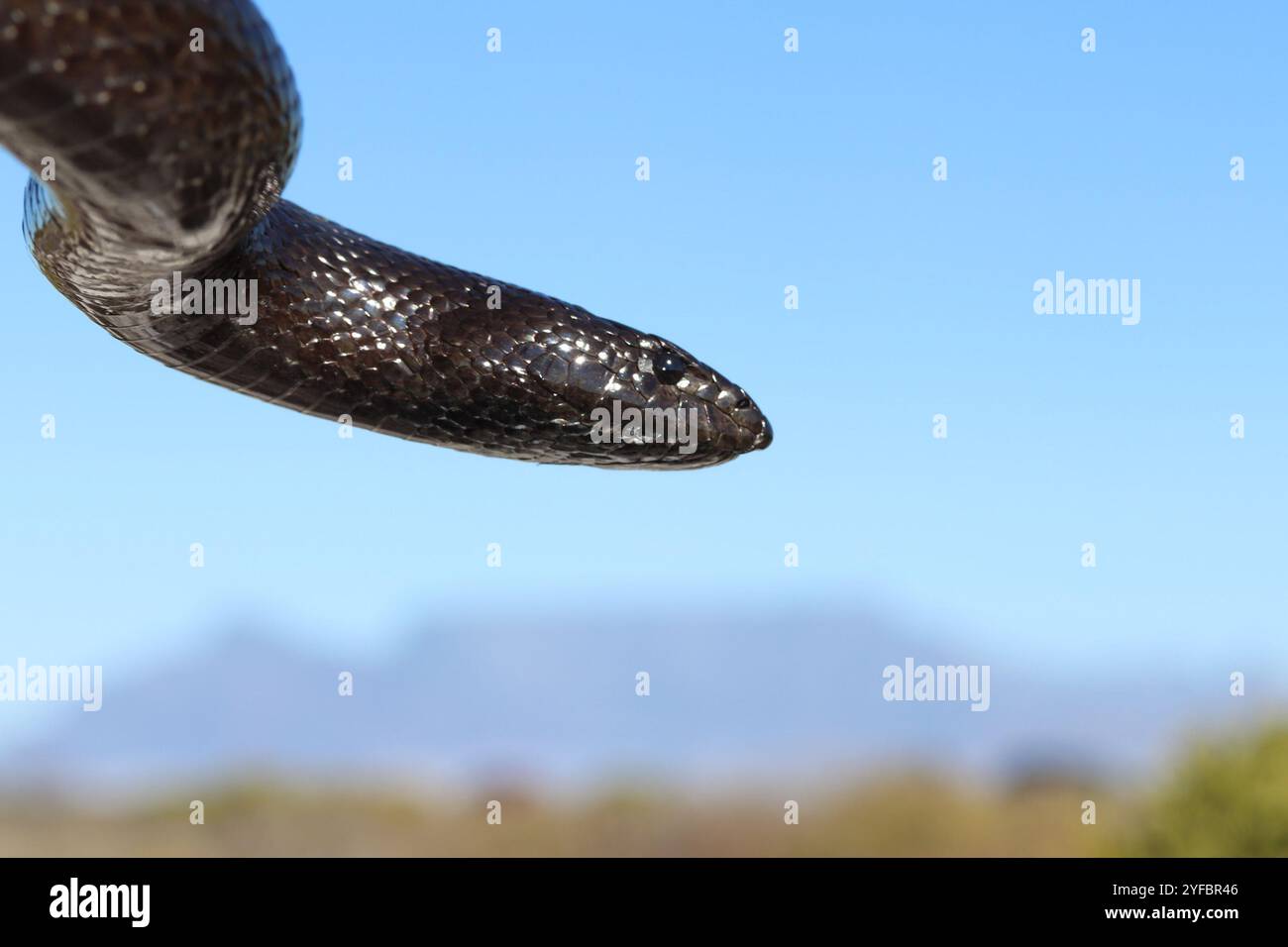 Mole Snake (Pseudaspis cana Stock Photo - Alamy