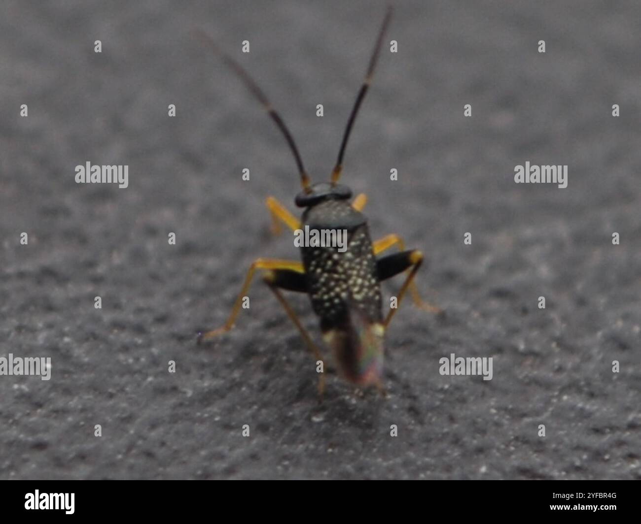 Garden Fleahopper (Microtechnites bractatus Stock Photo - Alamy