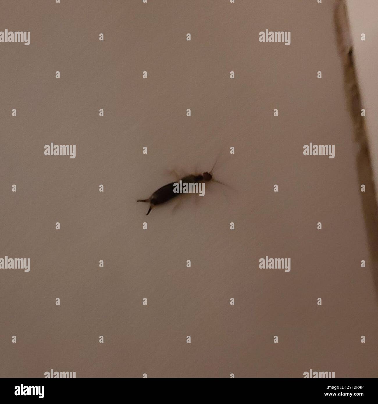 Euborellia annulipes hi-res stock photography and images - Alamy