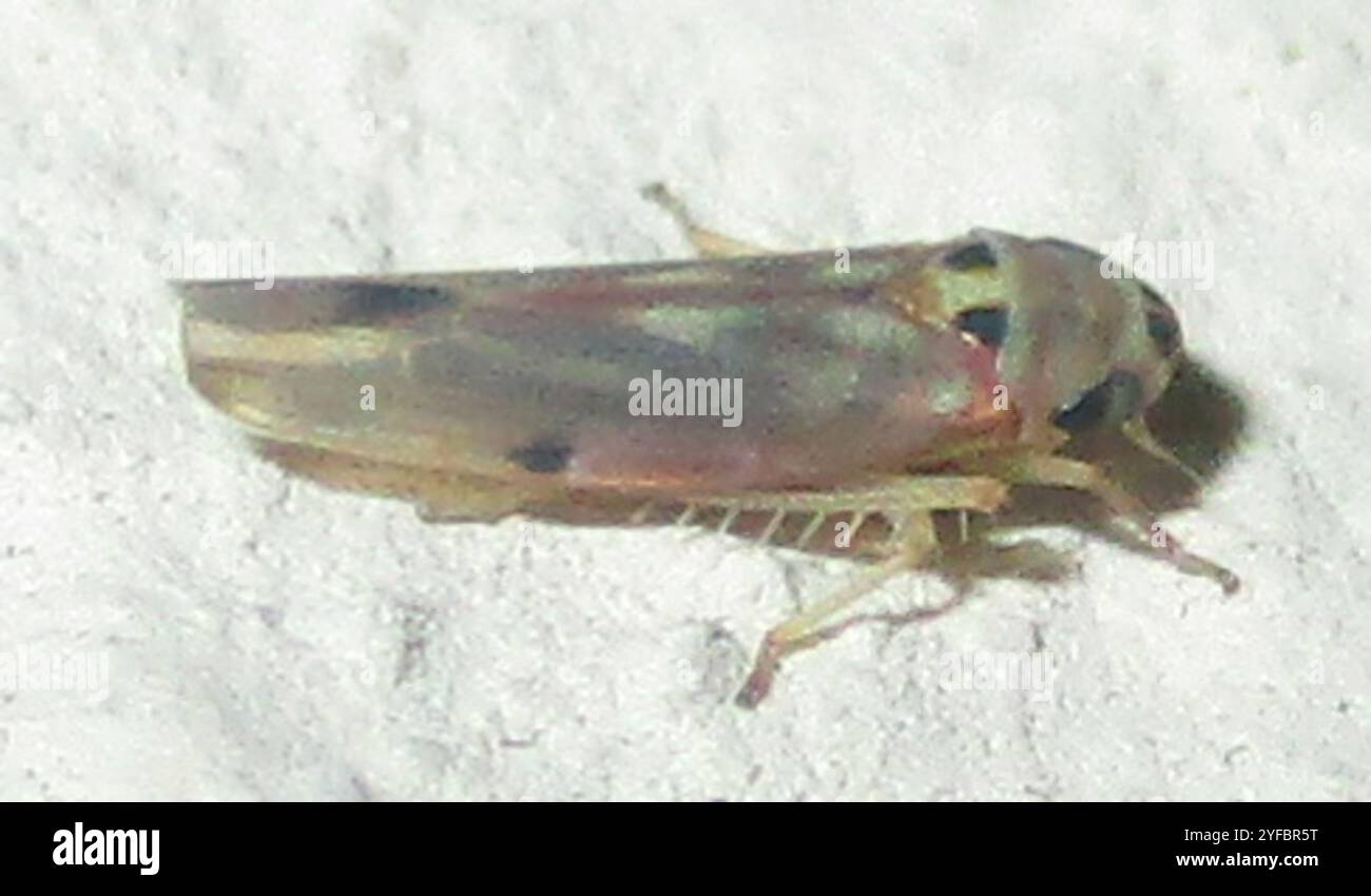 Typical Leafhoppers (Cicadellidae Stock Photo - Alamy