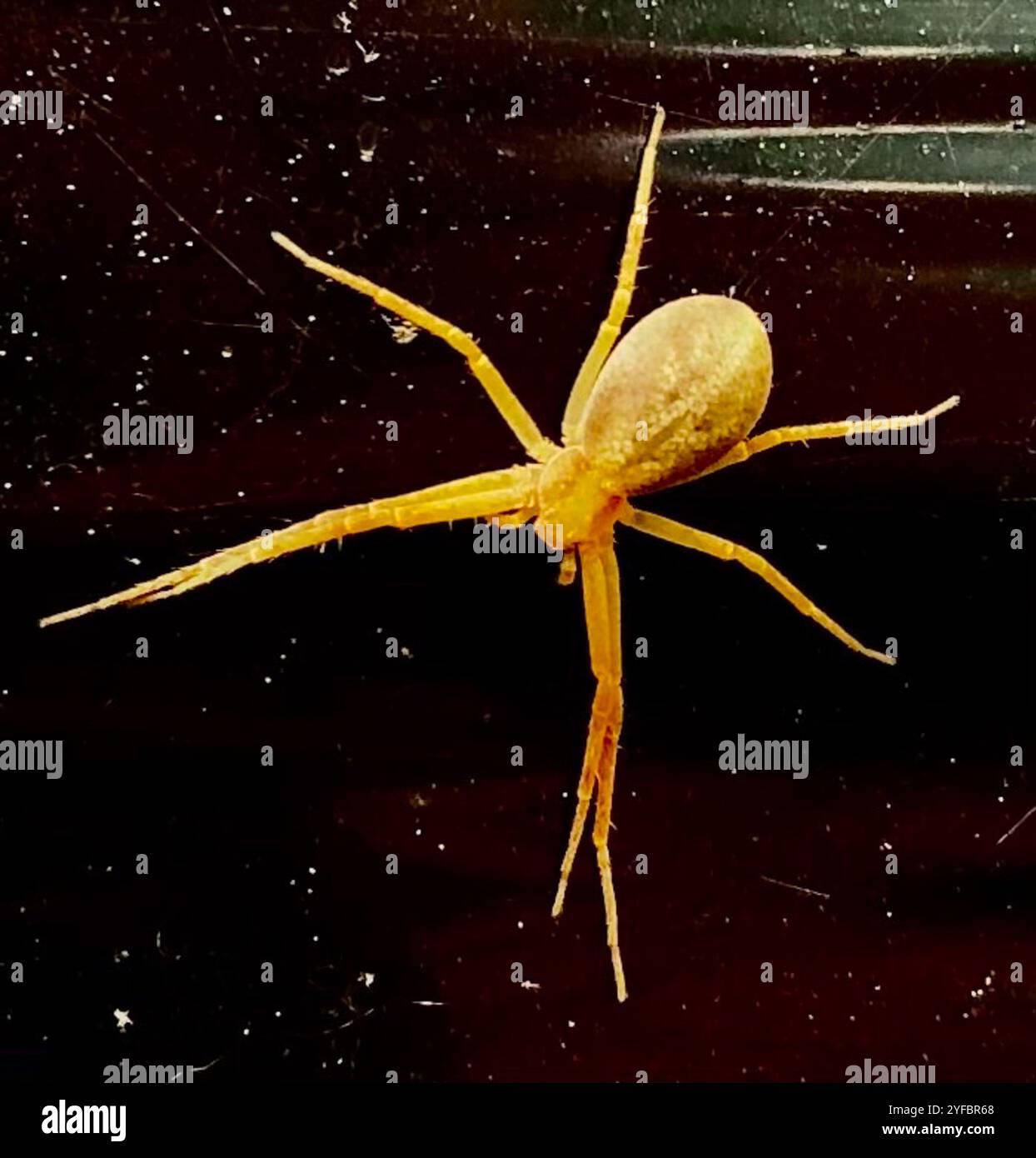 White-striped Running Crab Spider (Philodromus rufus Stock Photo - Alamy