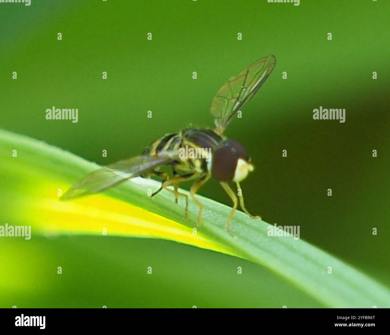 Eastern Calligrapher (Toxomerus geminatus Stock Photo - Alamy