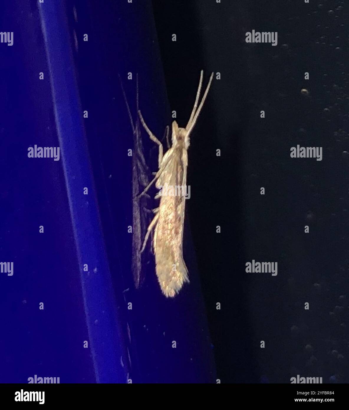 Diamondback Moth (Plutella xylostella Stock Photo - Alamy