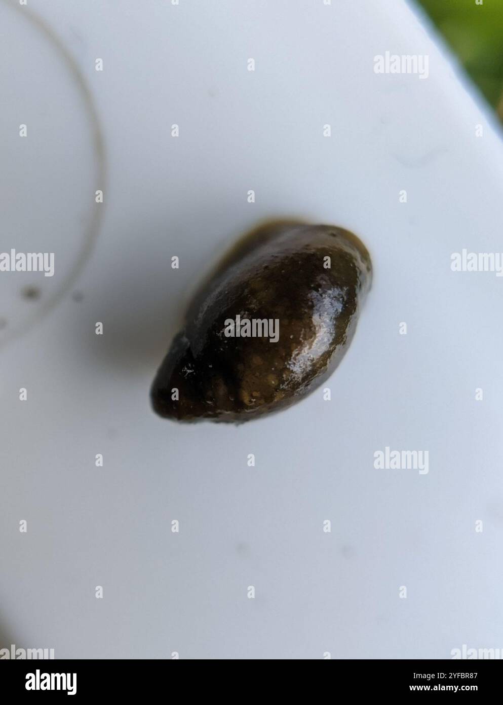 Pond Snails, Bladder Snails, and Allies (Lymnaeoidea Stock Photo - Alamy