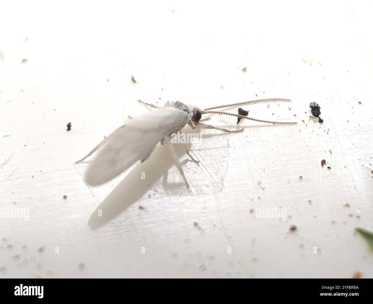 Dusty-winged Lacewings (Coniopterygidae Stock Photo - Alamy