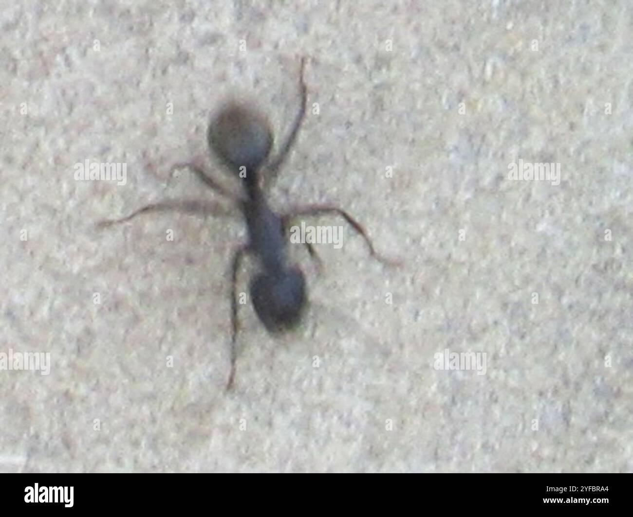 Eastern Black Carpenter Ant (Camponotus pennsylvanicus Stock Photo - Alamy