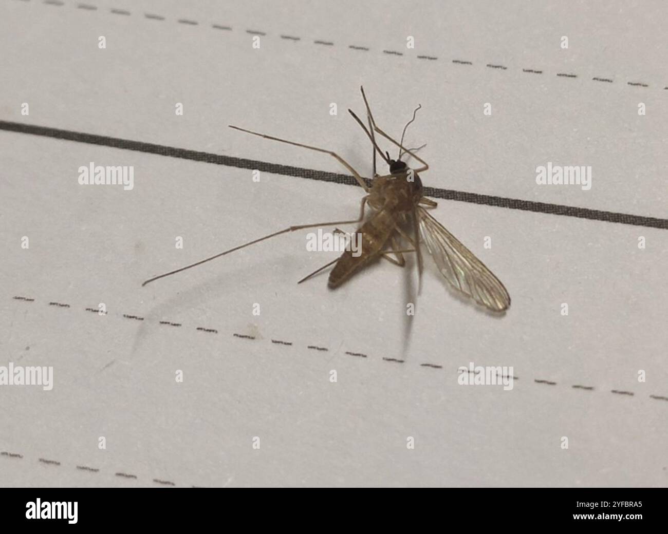 Common house mosquito (Culex pipiens Stock Photo - Alamy