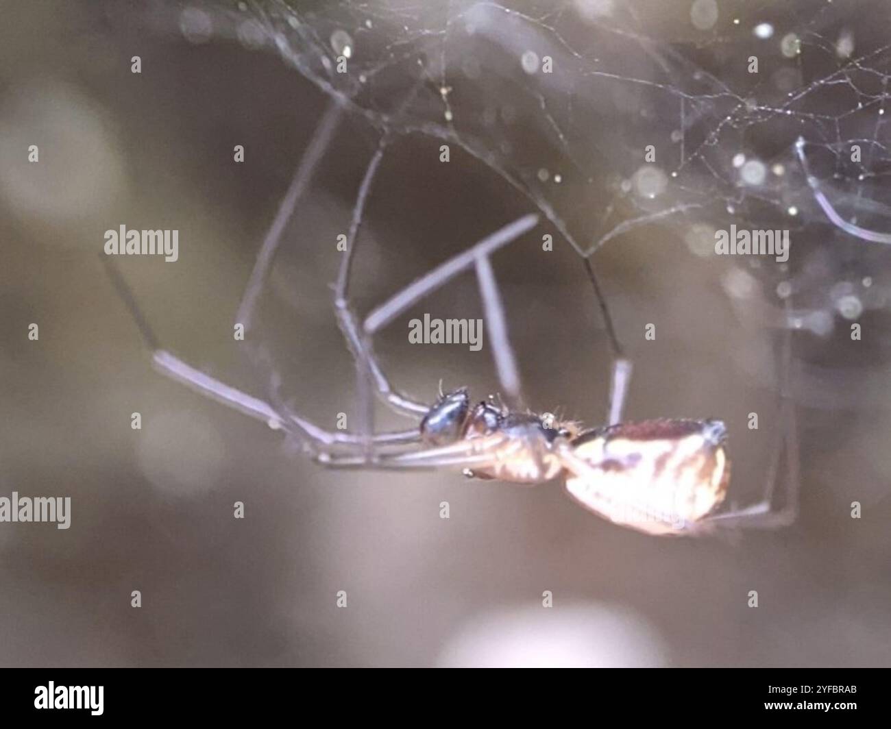 Filmy Dome Spider (Neriene radiata Stock Photo - Alamy