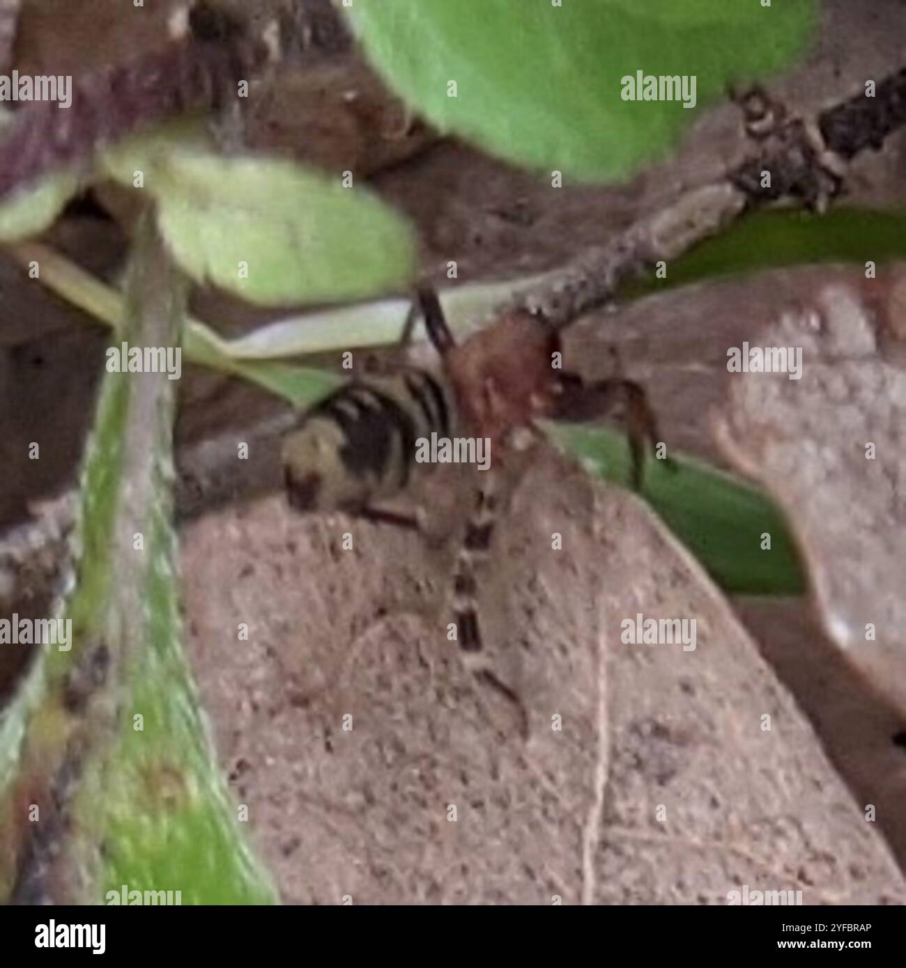 Ant-mimic Sac Spiders (Castianeira Stock Photo - Alamy