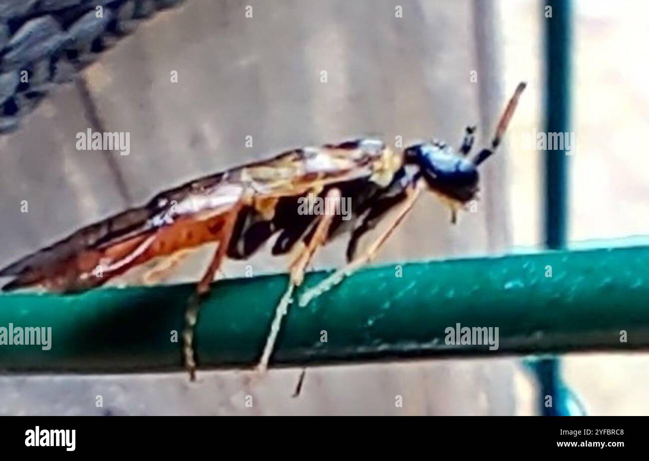 Sawflies, Horntails, and Wood Wasps (Symphyta Stock Photo - Alamy