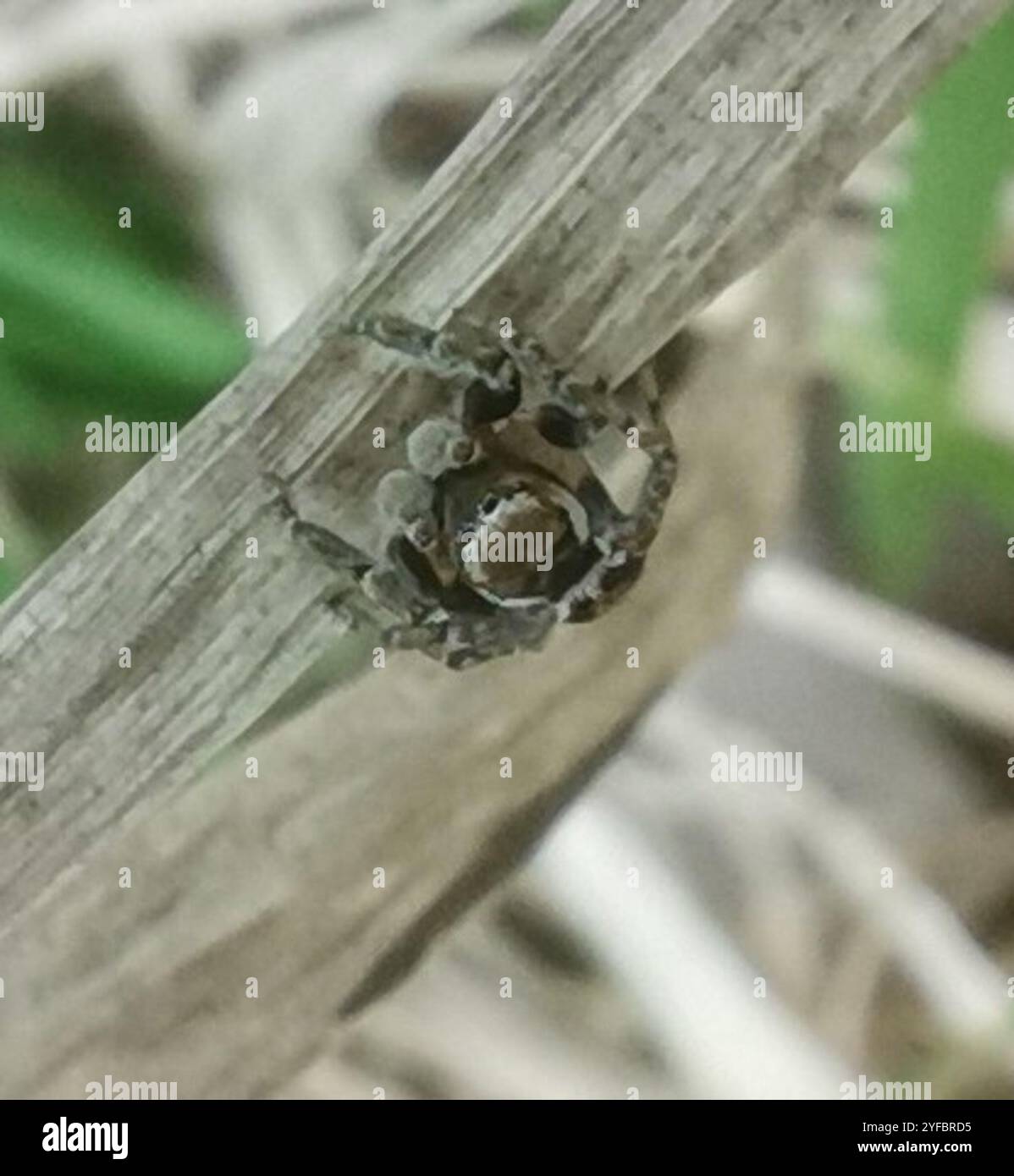 Woodland Jumping Spider (Evarcha falcata Stock Photo - Alamy