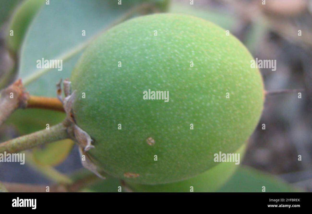 Transvaal Red Milkwood (Mimusops zeyheri Stock Photo - Alamy