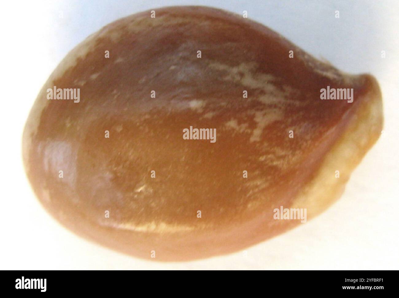 Transvaal Red Milkwood (Mimusops zeyheri Stock Photo - Alamy