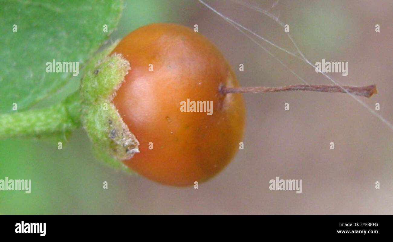 Ehretia rigida hi-res stock photography and images - Alamy