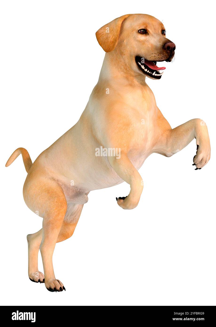 3D rendering of a yellow labrador dog isolated on white background ...