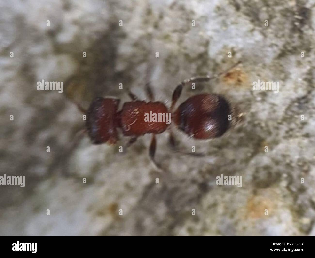 Pseudomethoca frigida hi-res stock photography and images - Alamy