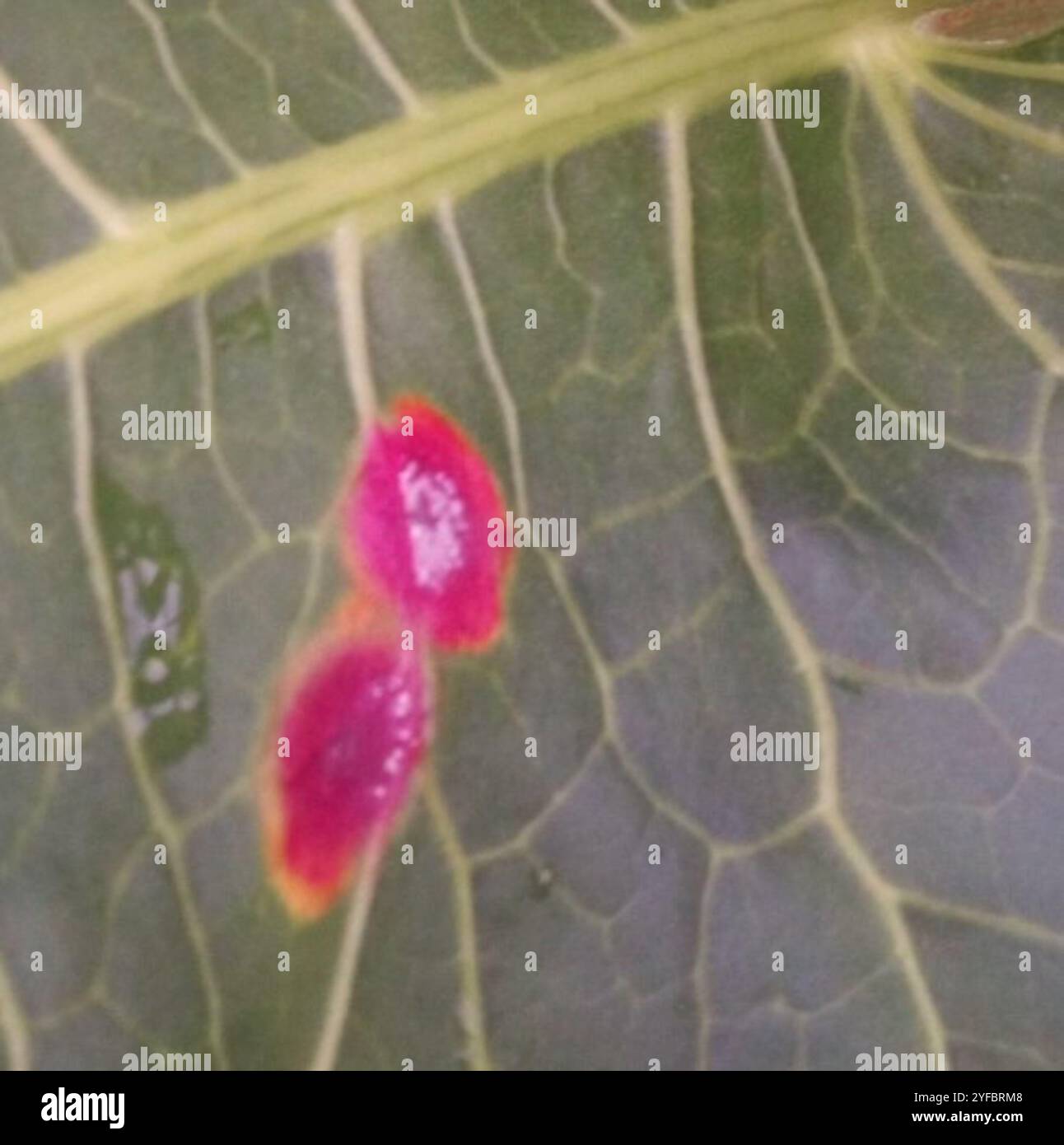 rust fungi (Pucciniales Stock Photo - Alamy