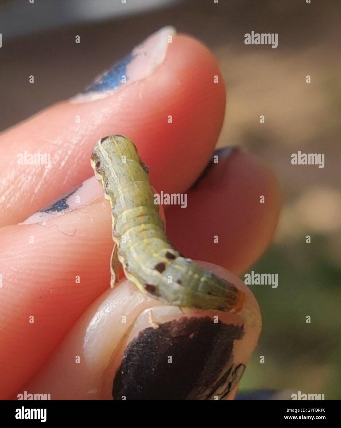 Cutworms and Dart Moths (Noctuinae Stock Photo - Alamy