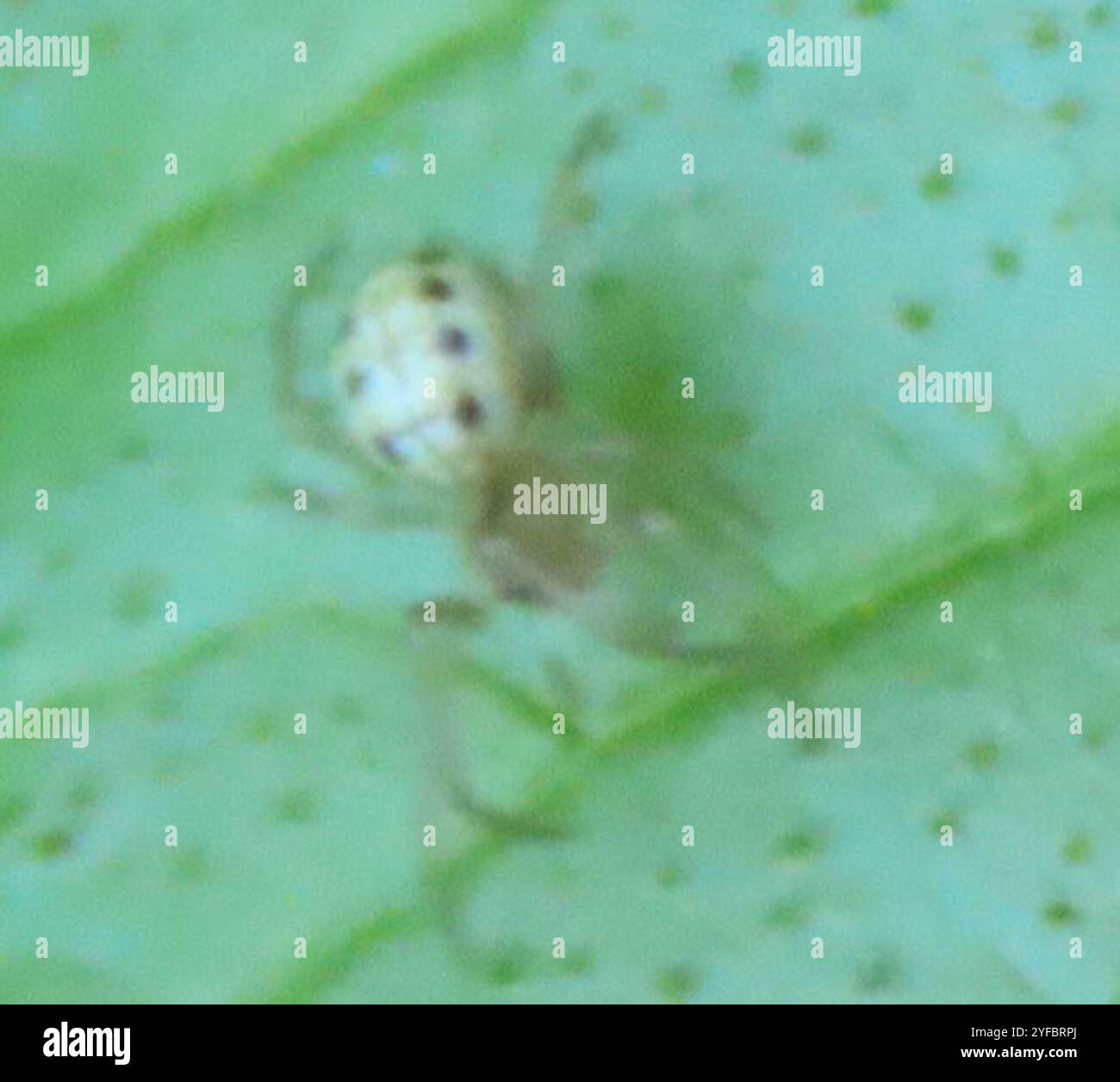 Common candy-striped spider (Enoplognatha ovata Stock Photo - Alamy